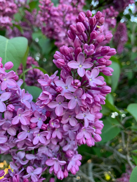 June Highlights – Poppins on Mackinac
